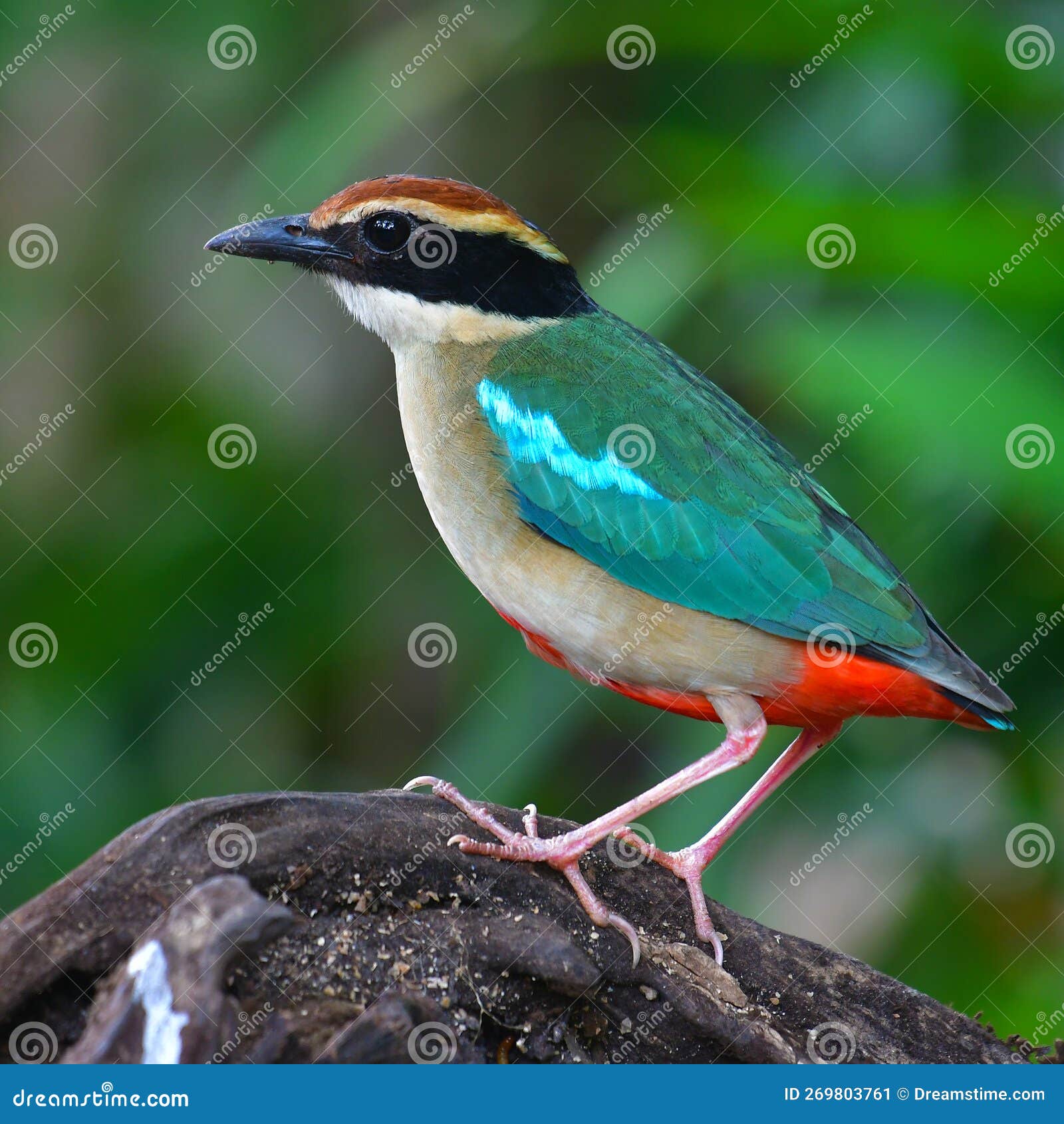 Fairy Pitta Bird stock image. Image of thailand, fairy - 269803761