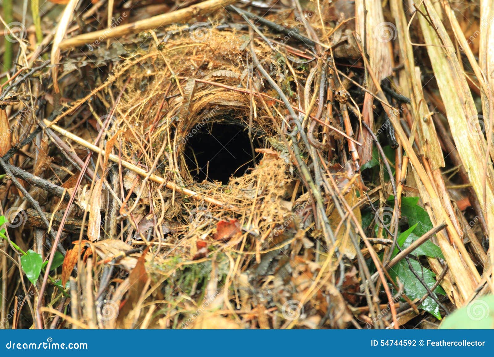 Fairy Pitta nest in Taiwan stock photo. Image of nympha - 54744592