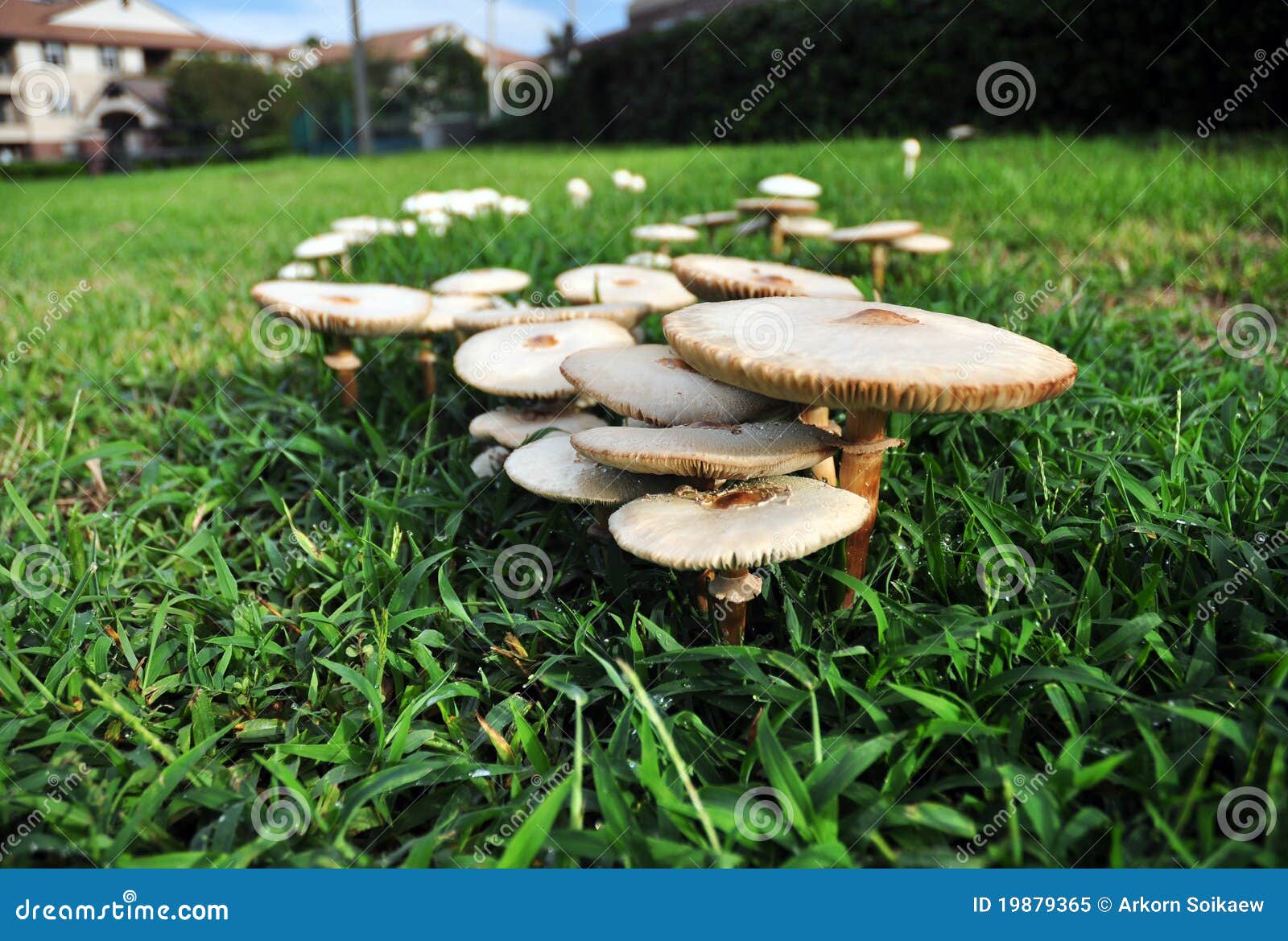 Fairy Ring stock image. Image of meadow, ring, mushroom - 19879365
