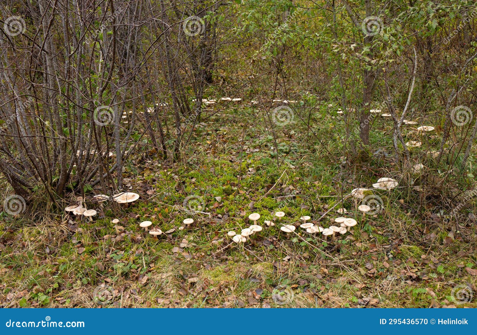 A Fairy Ring, Also Known As Fairy Circle, Elf Circle, Elf Ring or Pixie ...
