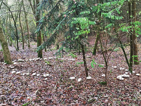 Fairy ring in a forest stock photo. Image of forest - 205548478