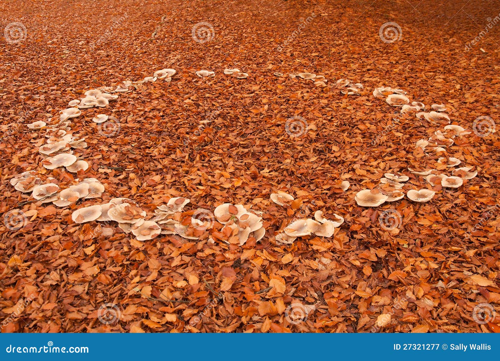 Fairy Ring of Fungus stock image. Image of fallen, golden - 27321277