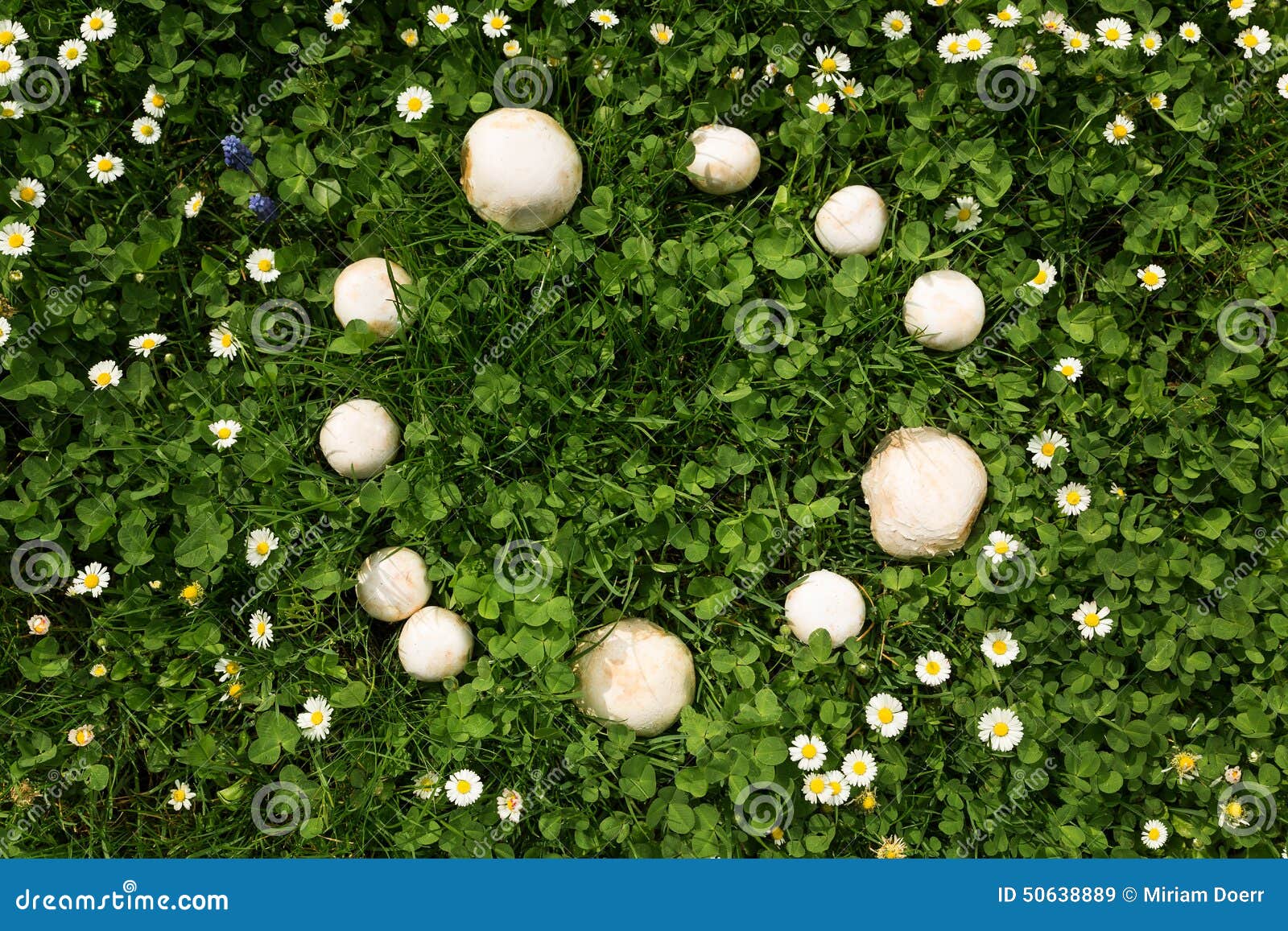 Fairy Ring Mushrooms in a Meadow Stock Image - Image of fantasy, circle ...