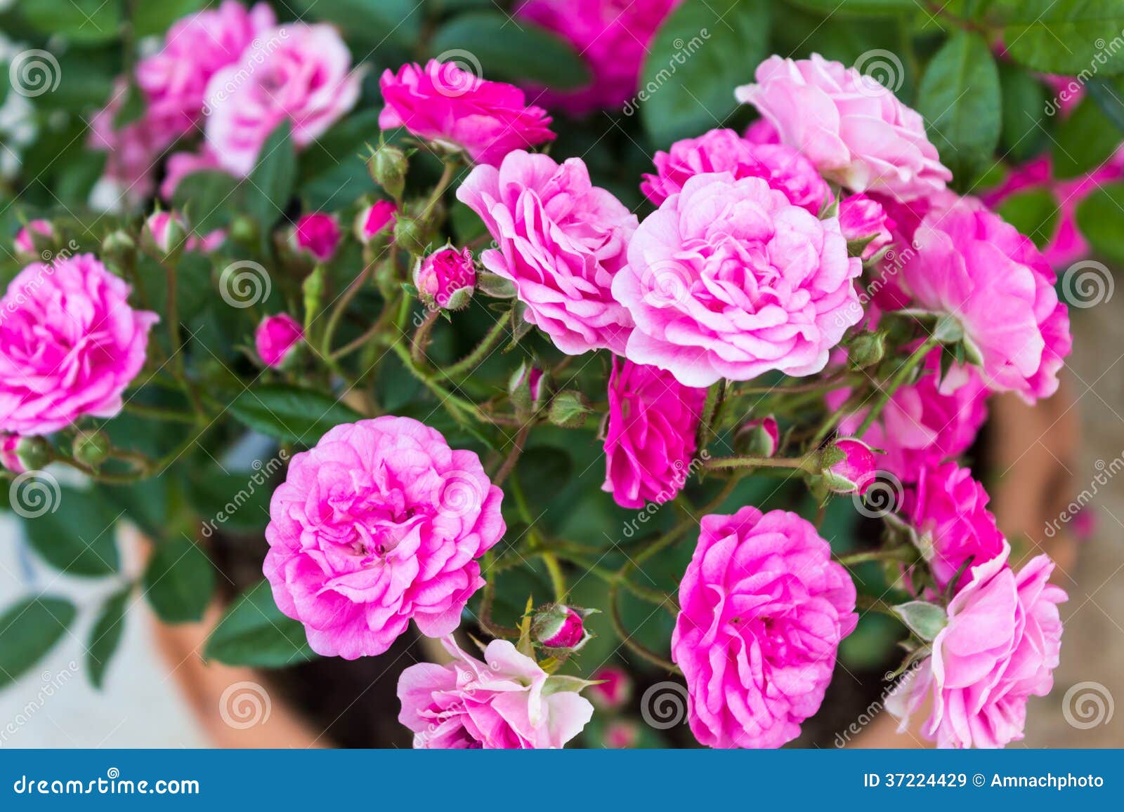 Fairy Rose stock image. Image of nature, romance, blooming - 37224429