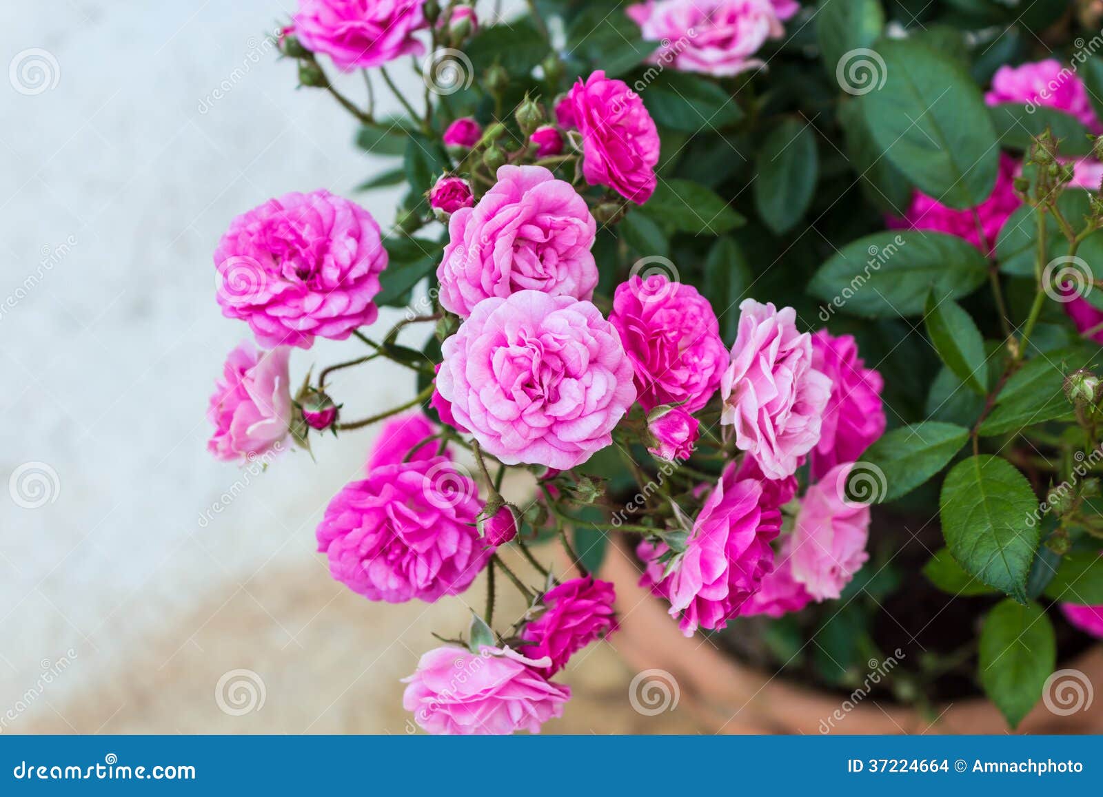 Fairy Rose stock photo. Image of fairy, romance, green - 37224664