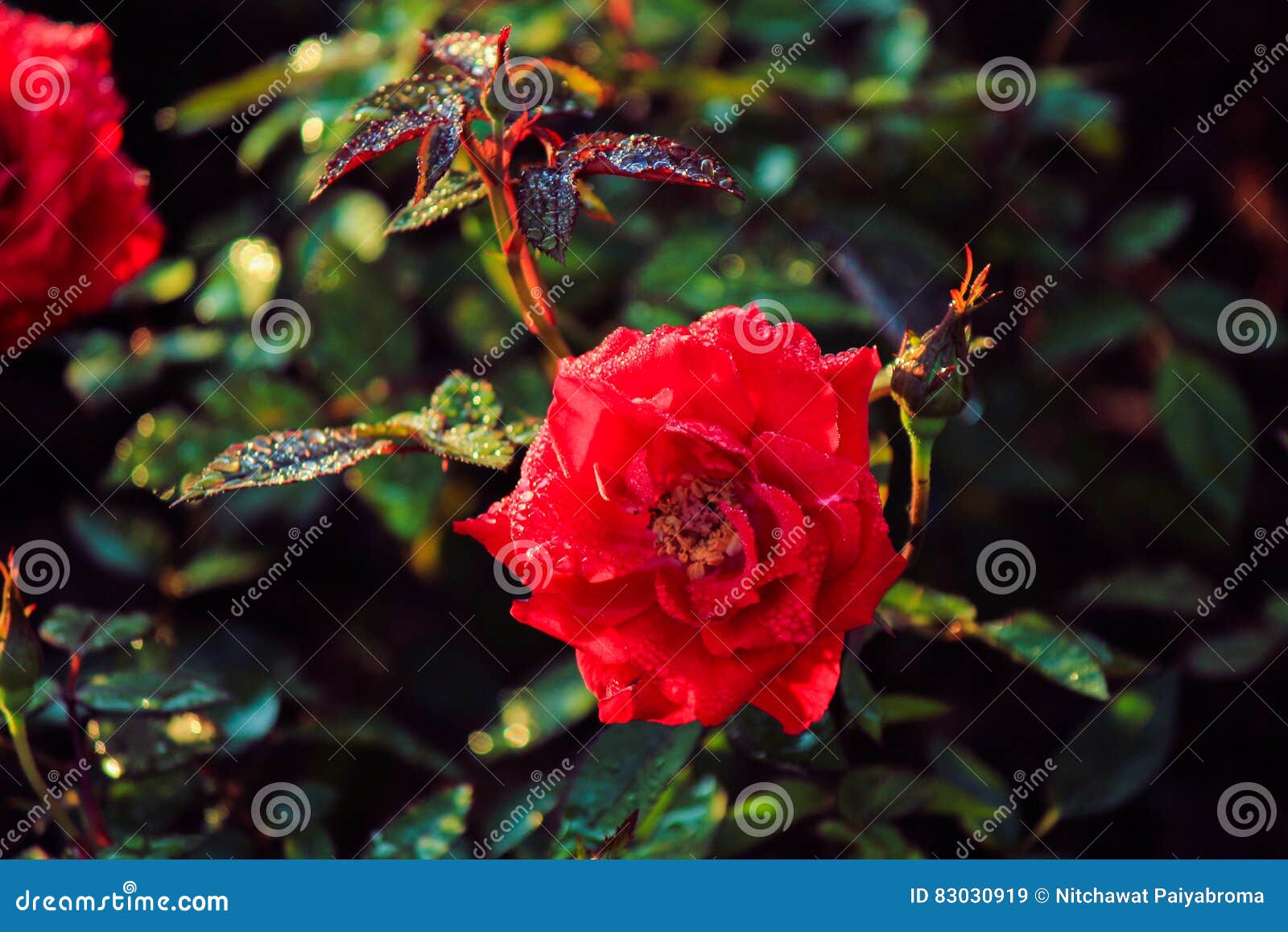 Fairy rose stock image. Image of studio, blossom, nature - 83030919