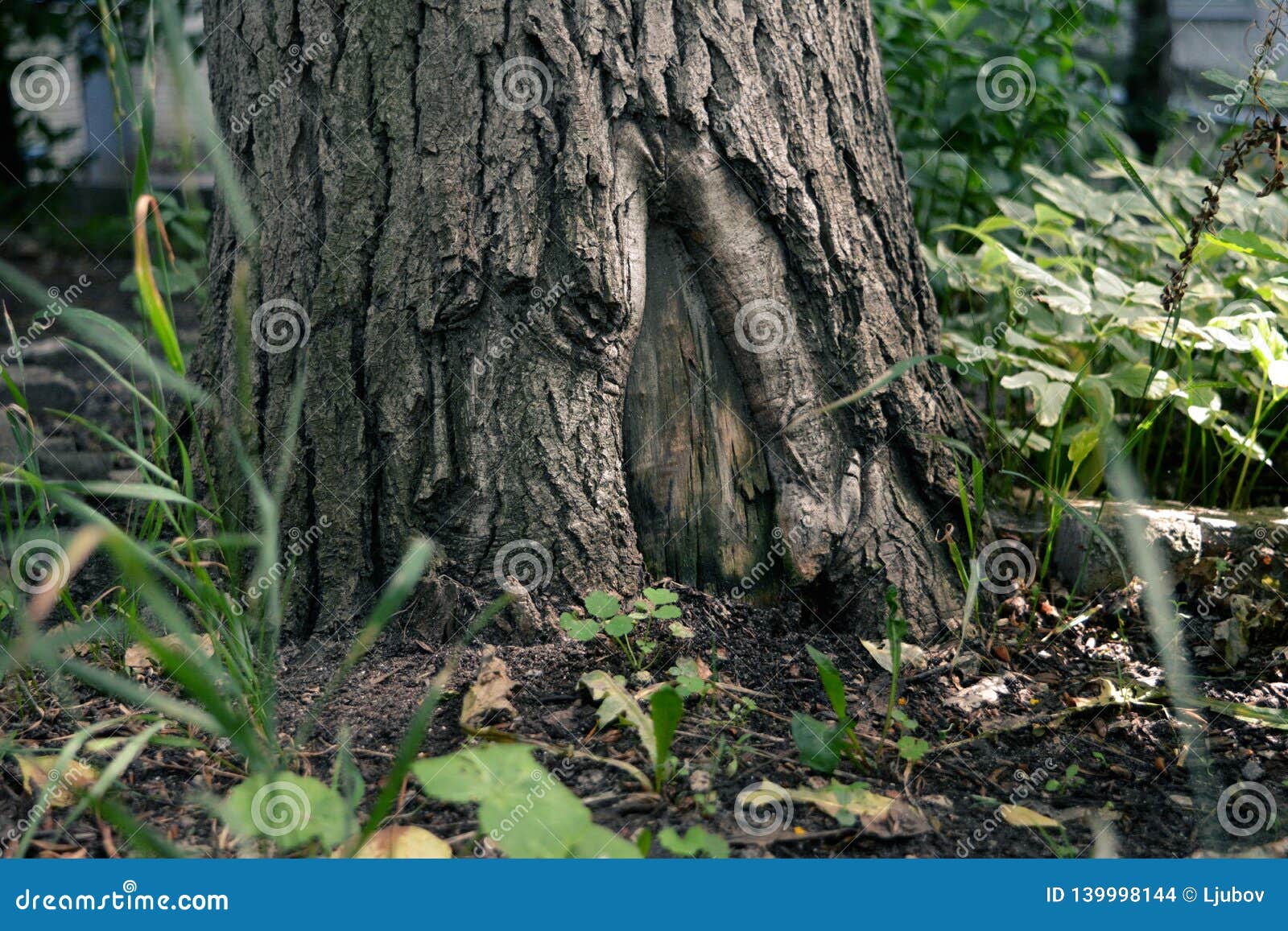 Fairy Scene with Elf Door in Tree Trunk Stock Photo - Image of summer ...