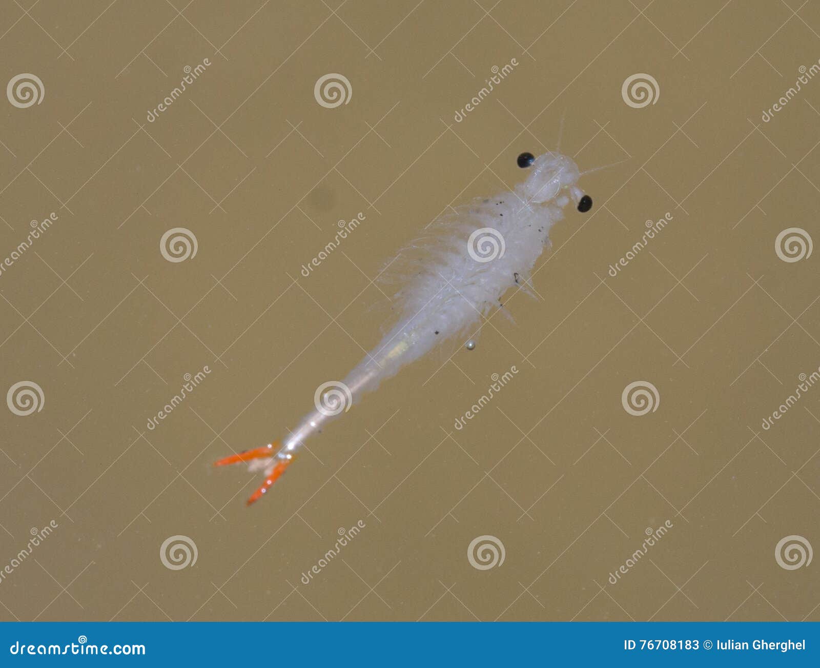 Branchiopods Anostraca Stock Photos - Free & Royalty-Free Stock Photos ...