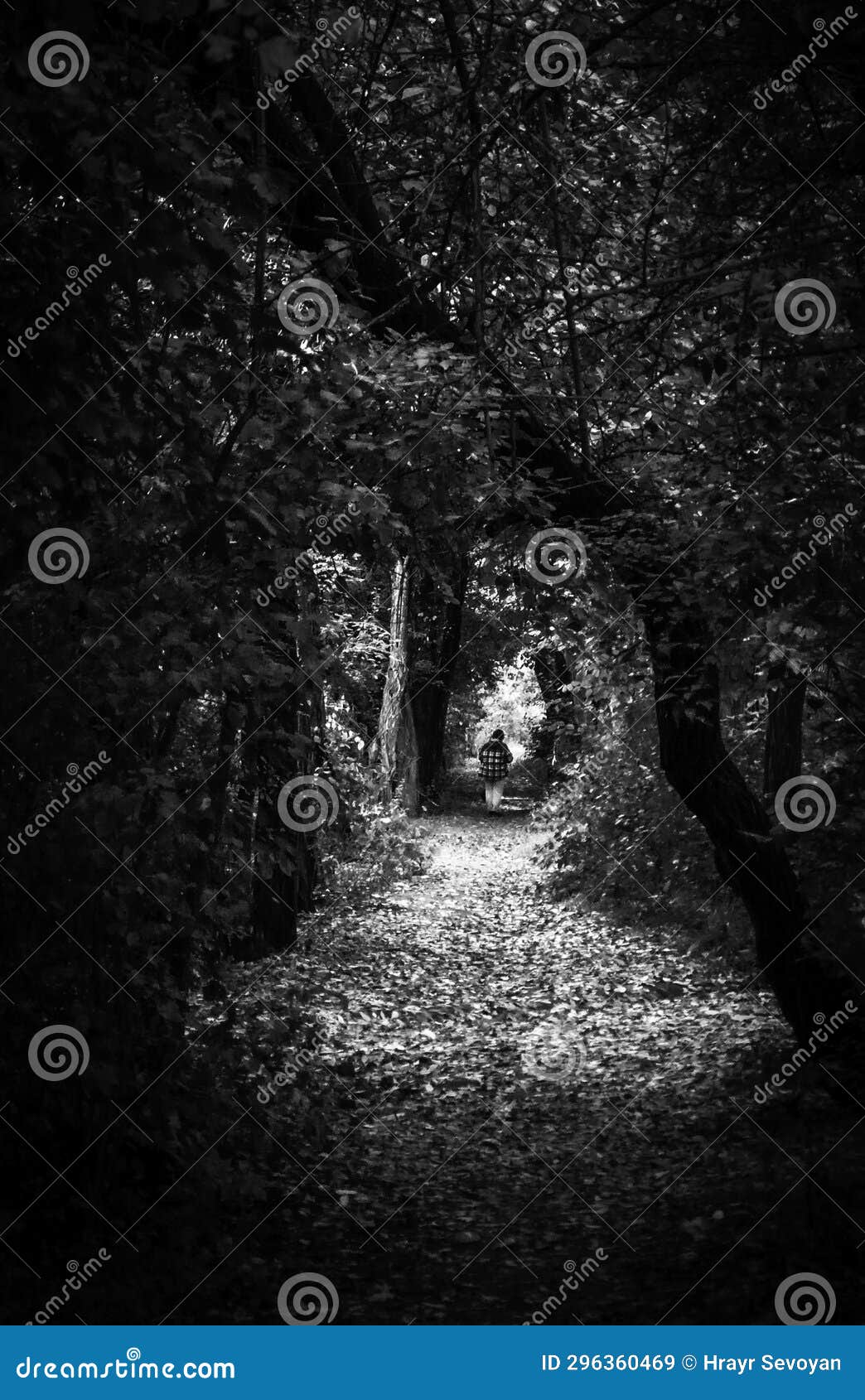 Fairy Tale Alone in the Forest Stock Image - Image of white, sunlight ...