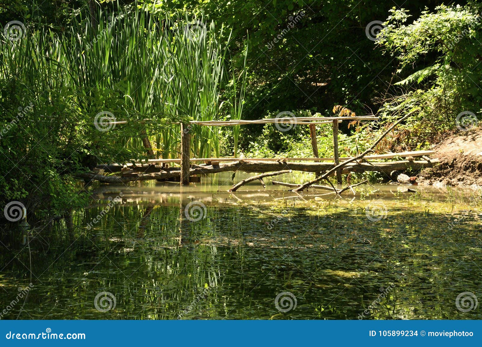 Fairy-tale Bridge in the Forest on a Swamp Stock Photo - Image of cane ...