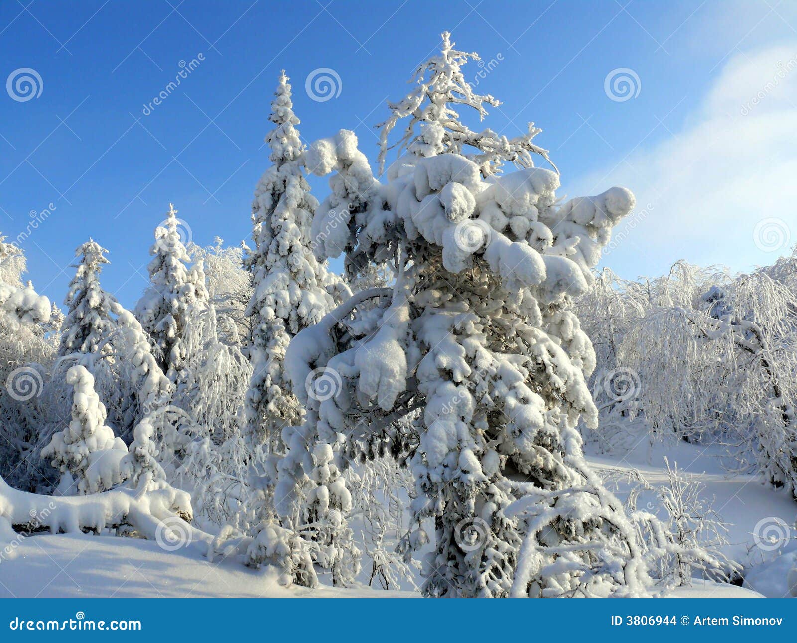 Fairy-tale Tree Picture. Image: 3806944