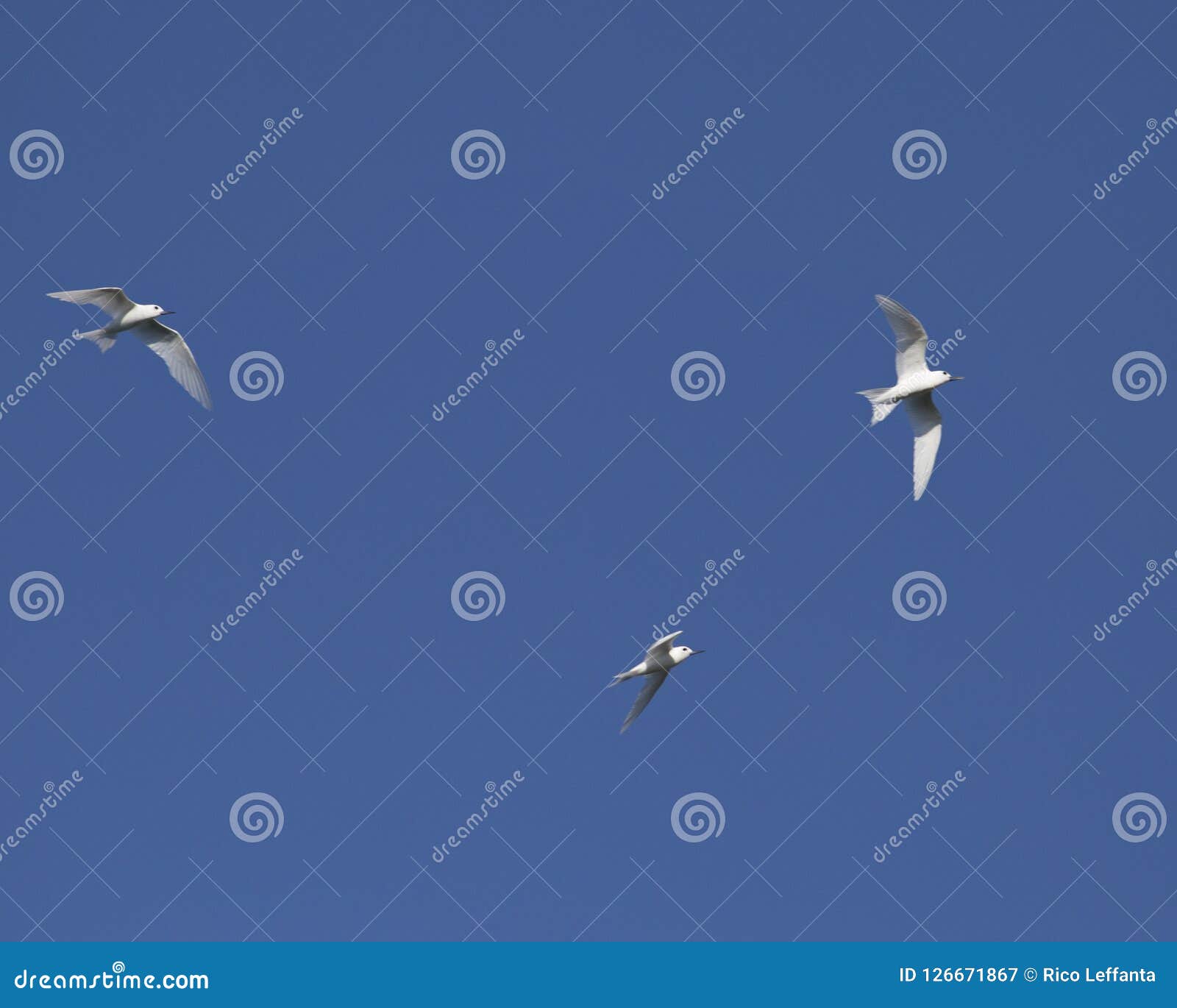 3 Fairy Terns in flight stock image. Image of hawaii - 126671867