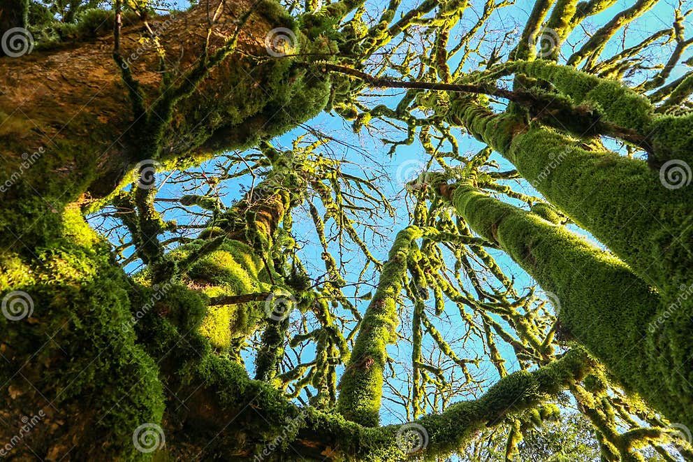 Fairy Trees in the Green Moss on Blue Sky Background Stock Photo ...