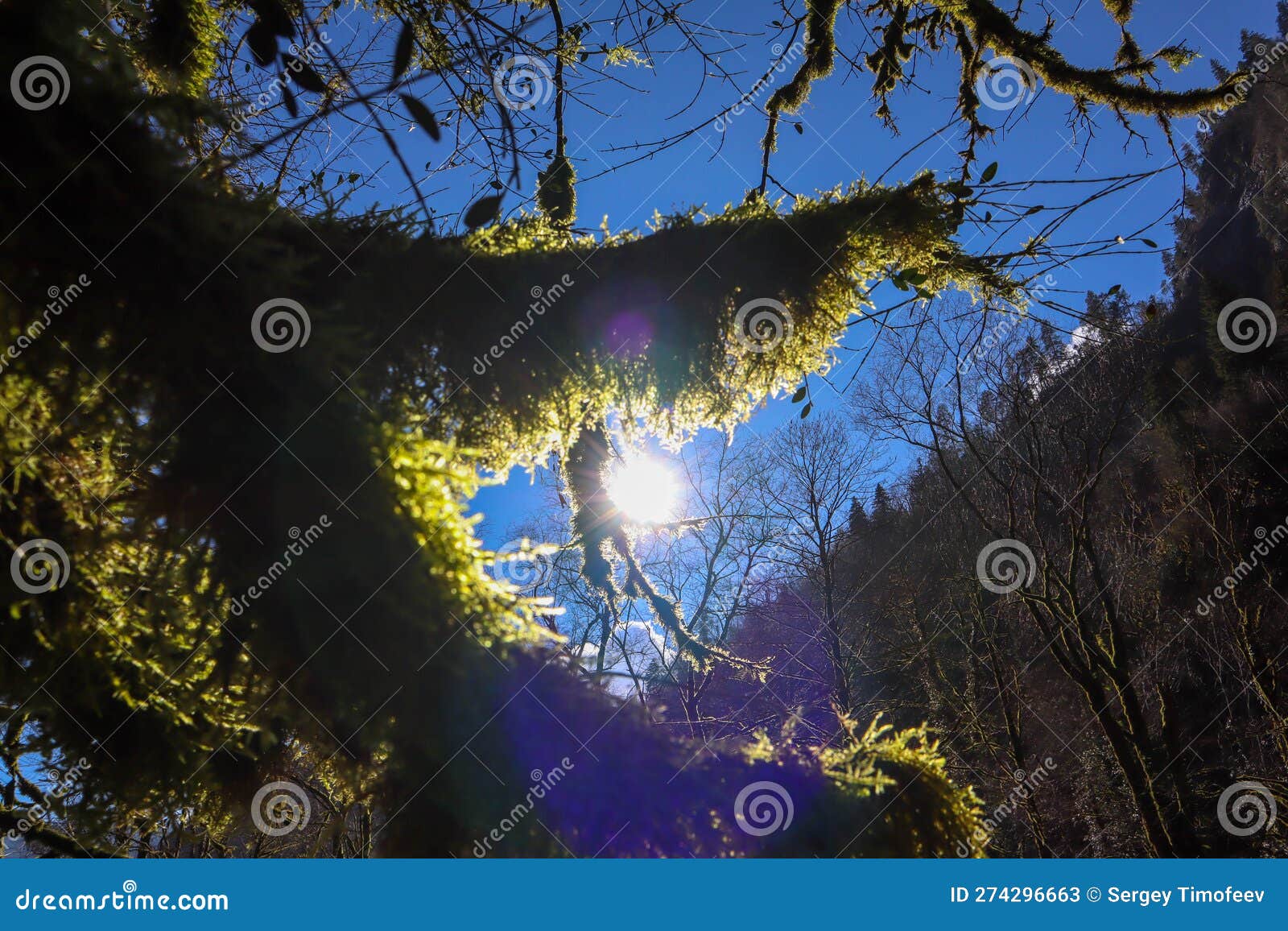 Fairy Trees Overgrown with Moss through Whose Branches the Sun Shines ...