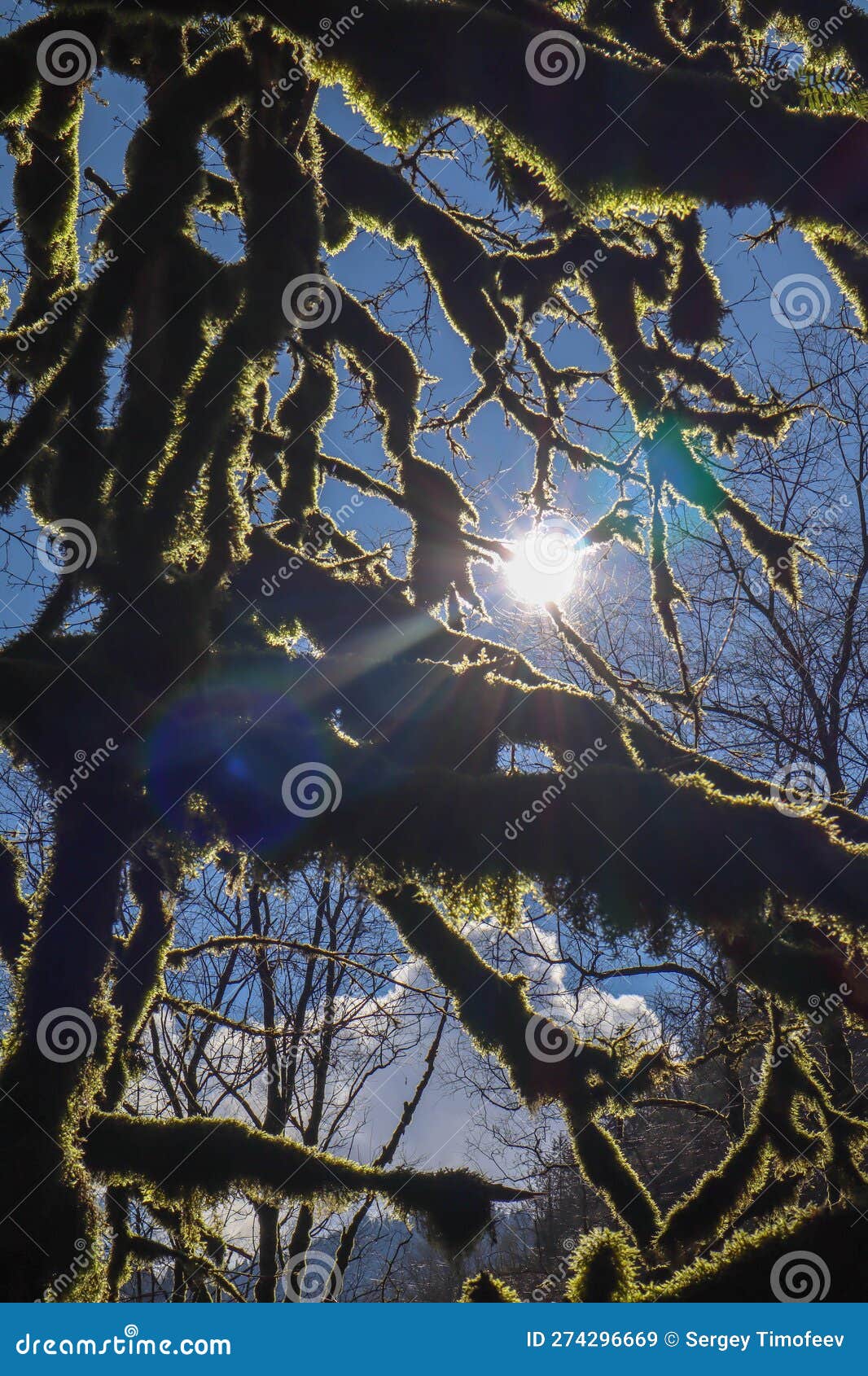 Fairy Trees Overgrown with Moss through Whose Branches the Sun Shines ...