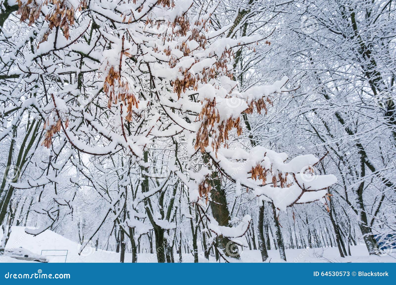 Fairytale Winter Background with Maple Branch. Stock Image - Image of ...