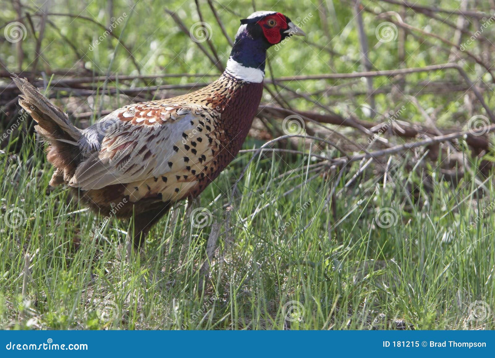 Faisán Anillado Del Cuello (primer) Imagen de archivo - Imagen de ...