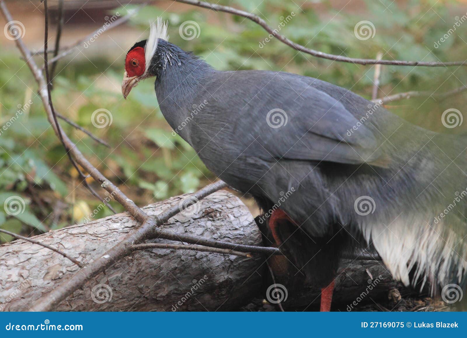 Faisán Azul-espigado imagen de archivo. Imagen de adulto - 27169075
