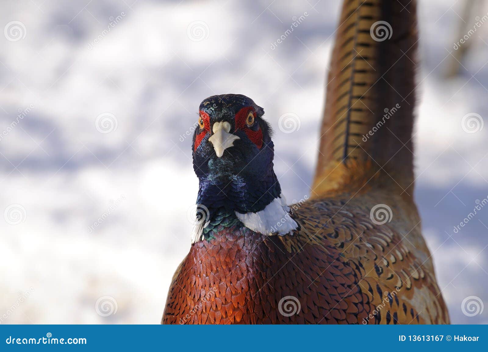 Faisán Común, Colchicus Del Phasianus Imagen de archivo - Imagen de ...