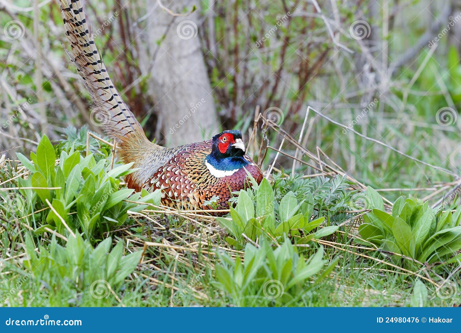 Faisán Común, Colchicus Del Phasianus Foto de archivo - Imagen de ...