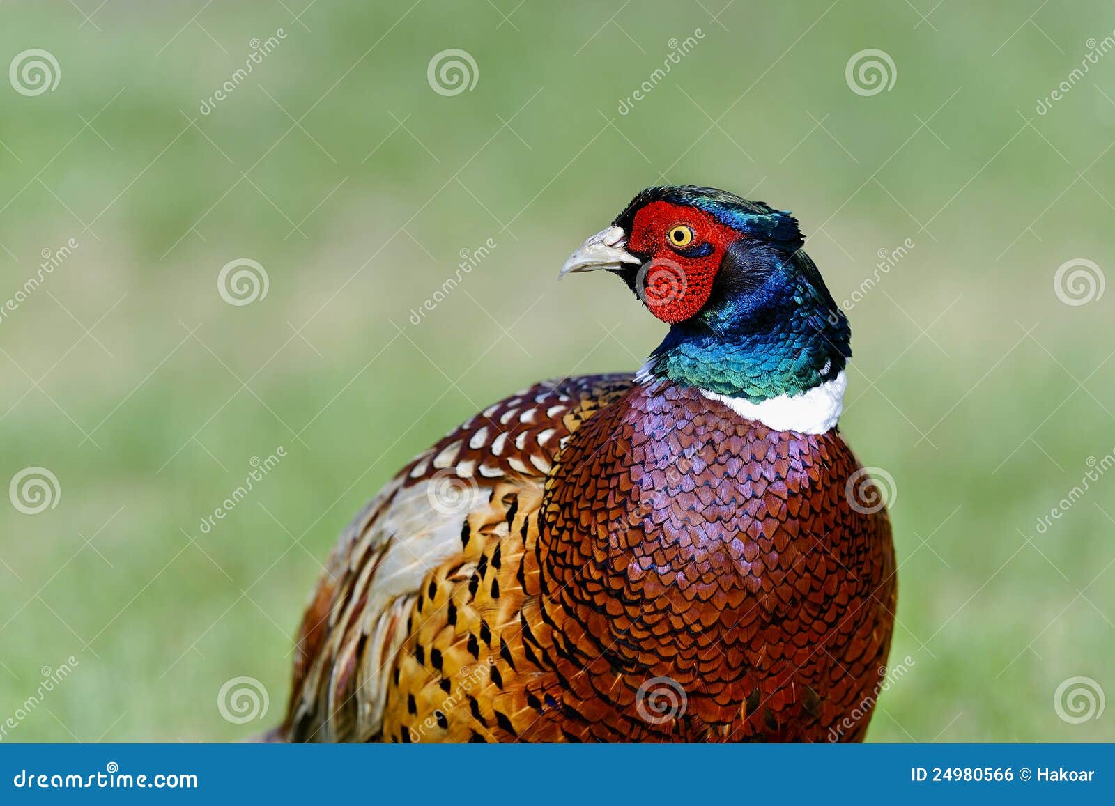 Faisán Común, Colchicus Del Phasianus Foto de archivo - Imagen de ...