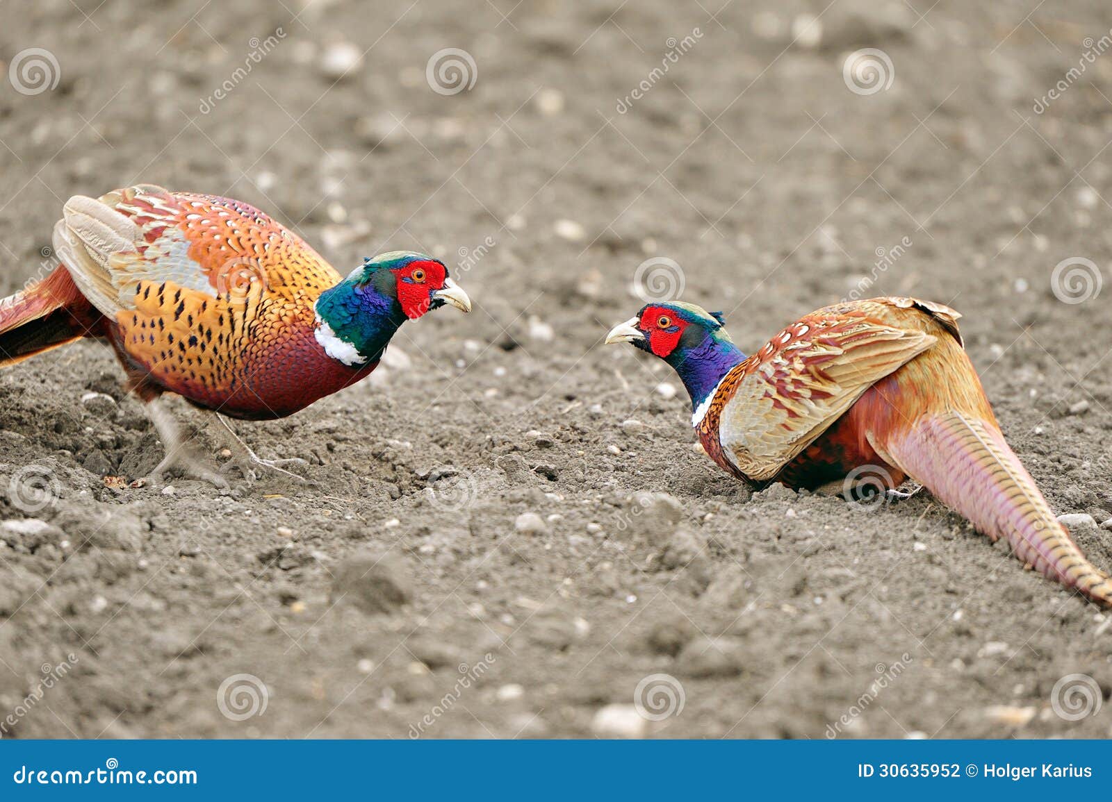 Faisán Común (colchicus Del Phasianus) Foto de archivo - Imagen de cubo ...