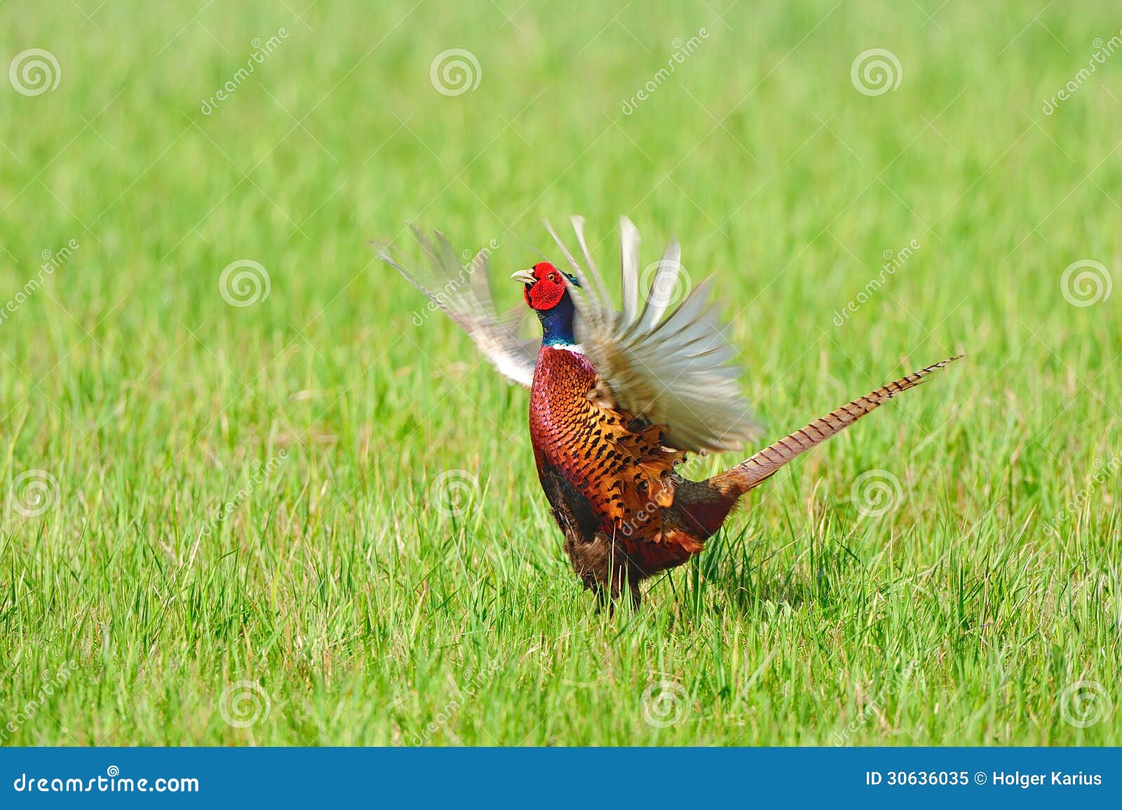 Faisán Común (colchicus Del Phasianus) Imagen de archivo - Imagen de ...