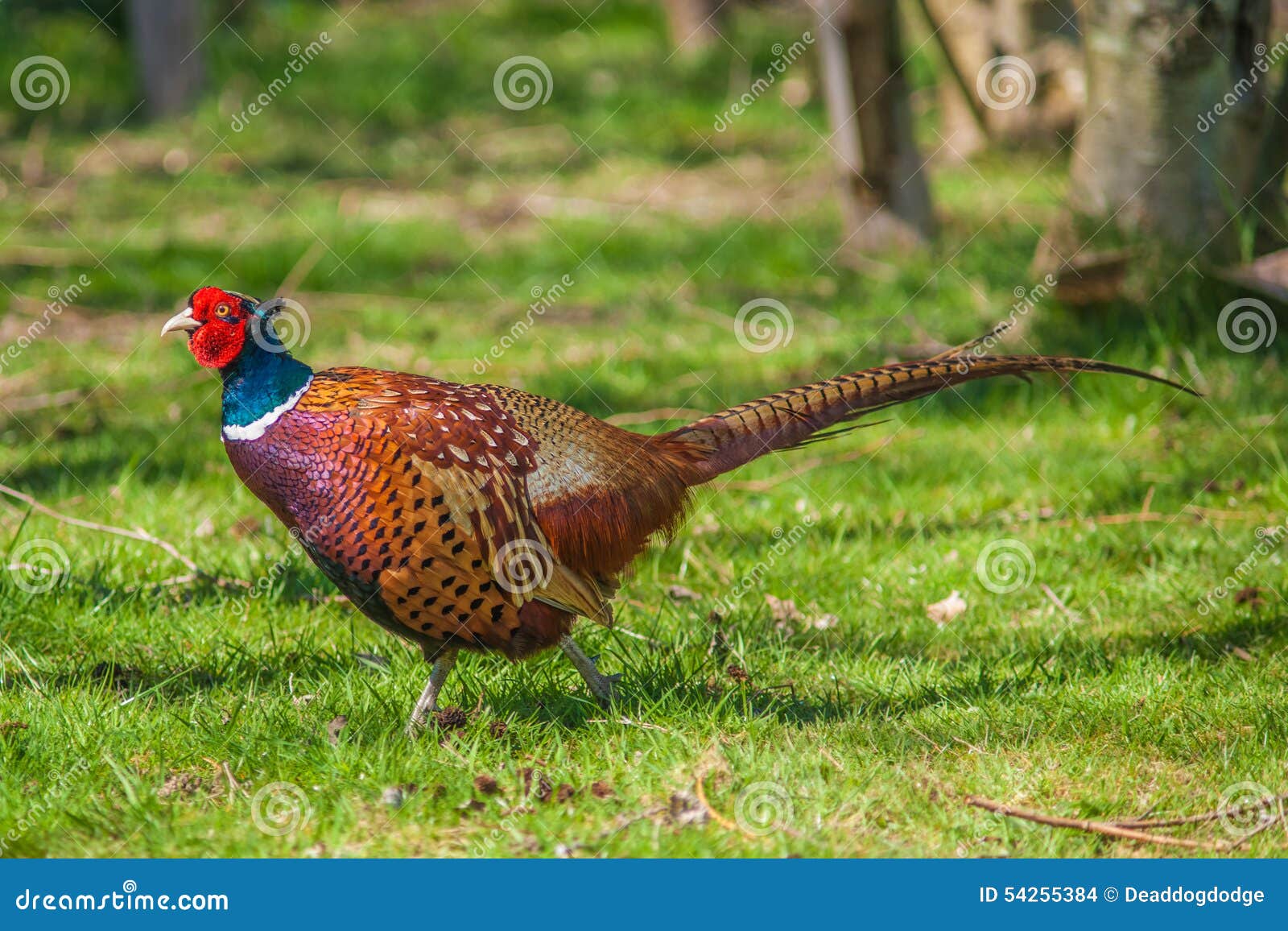Faisán del gallo foto de archivo. Imagen de aves, caza - 54255384