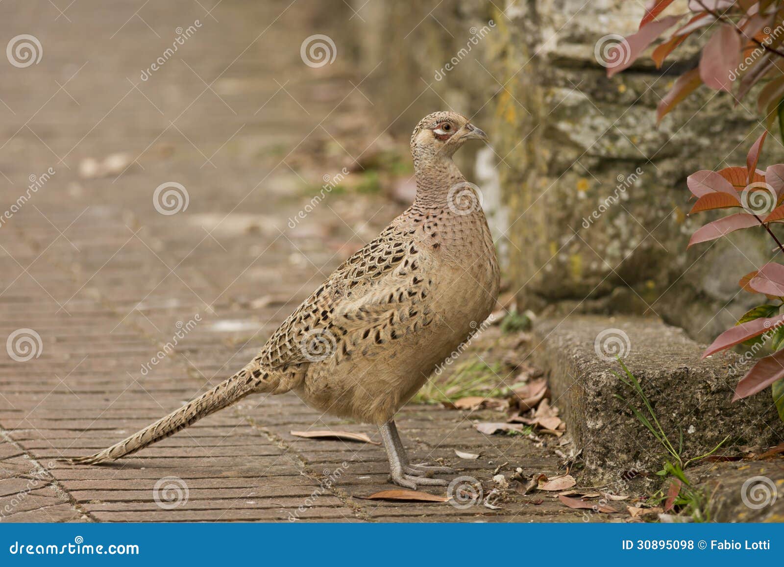 Faisán femenino foto de archivo. Imagen de aves, italia - 30895098