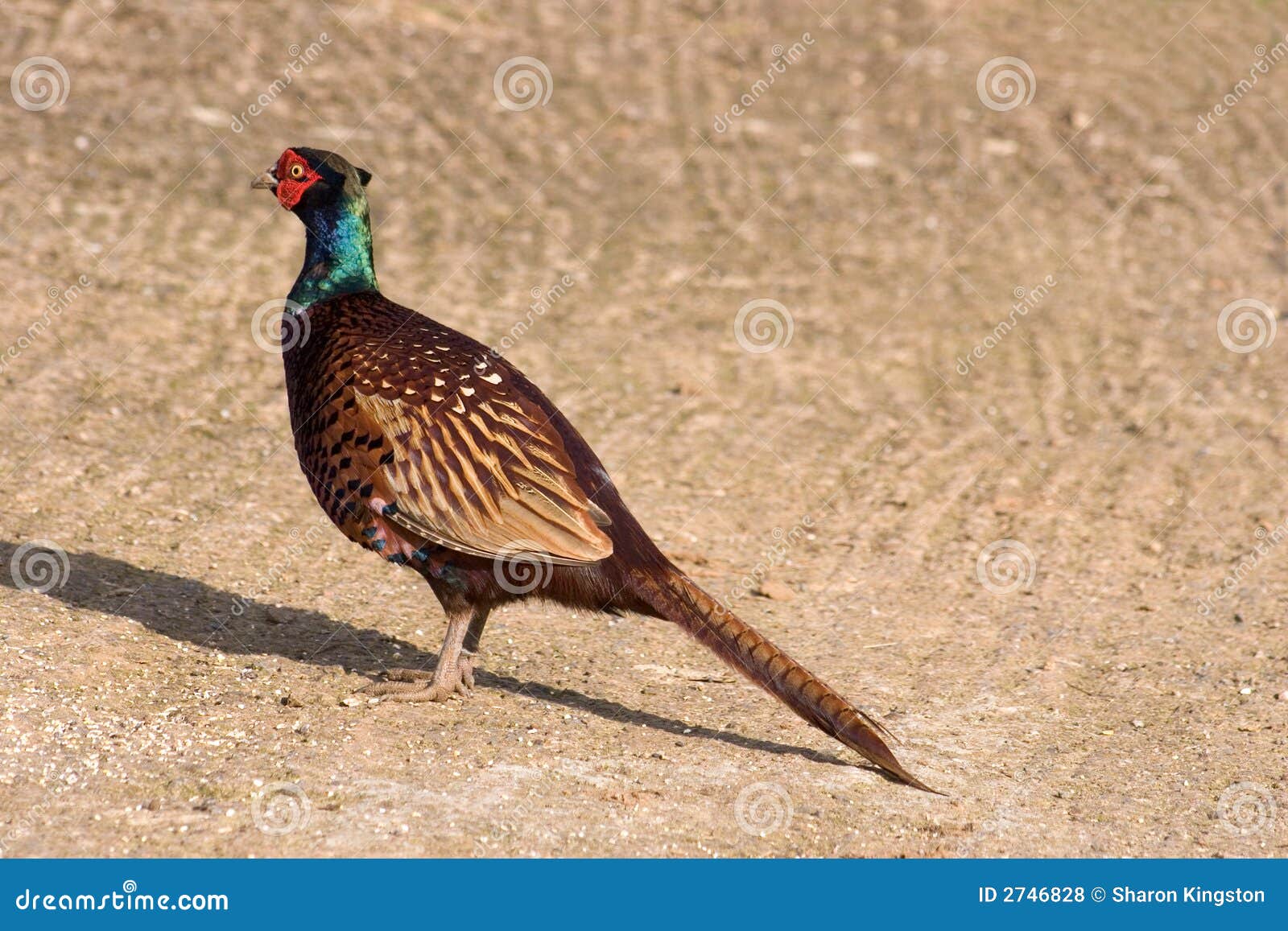 Faisán Salvaje Fotos de archivo libres de regalías - Imagen: 2746828