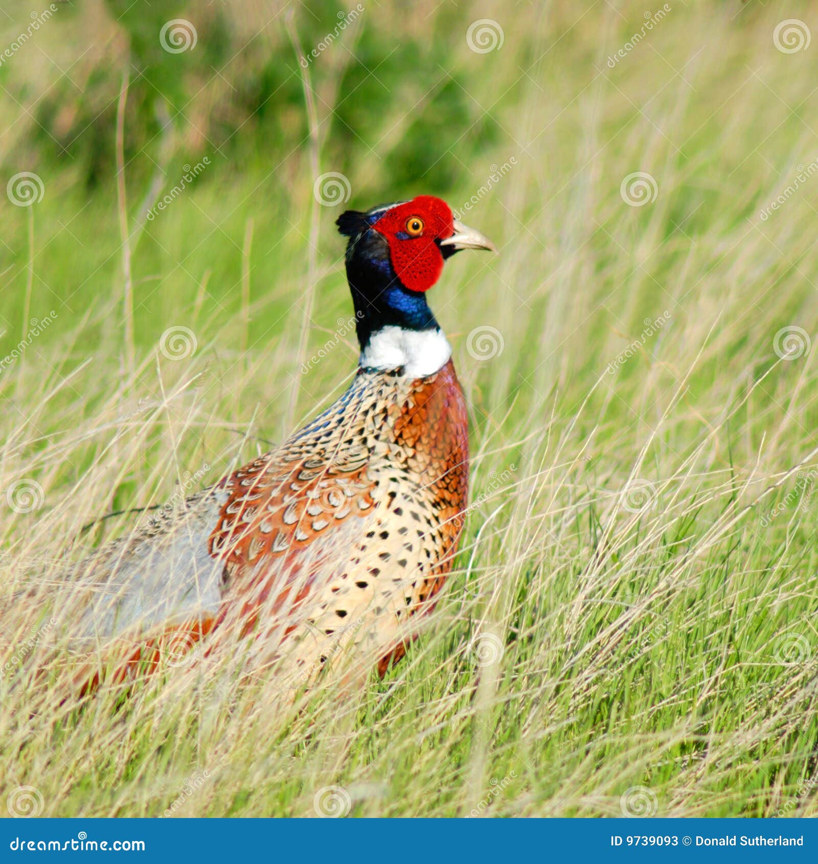 Faisan image stock. Image of jaune, oiseau, rouge, cuivre - 9739093