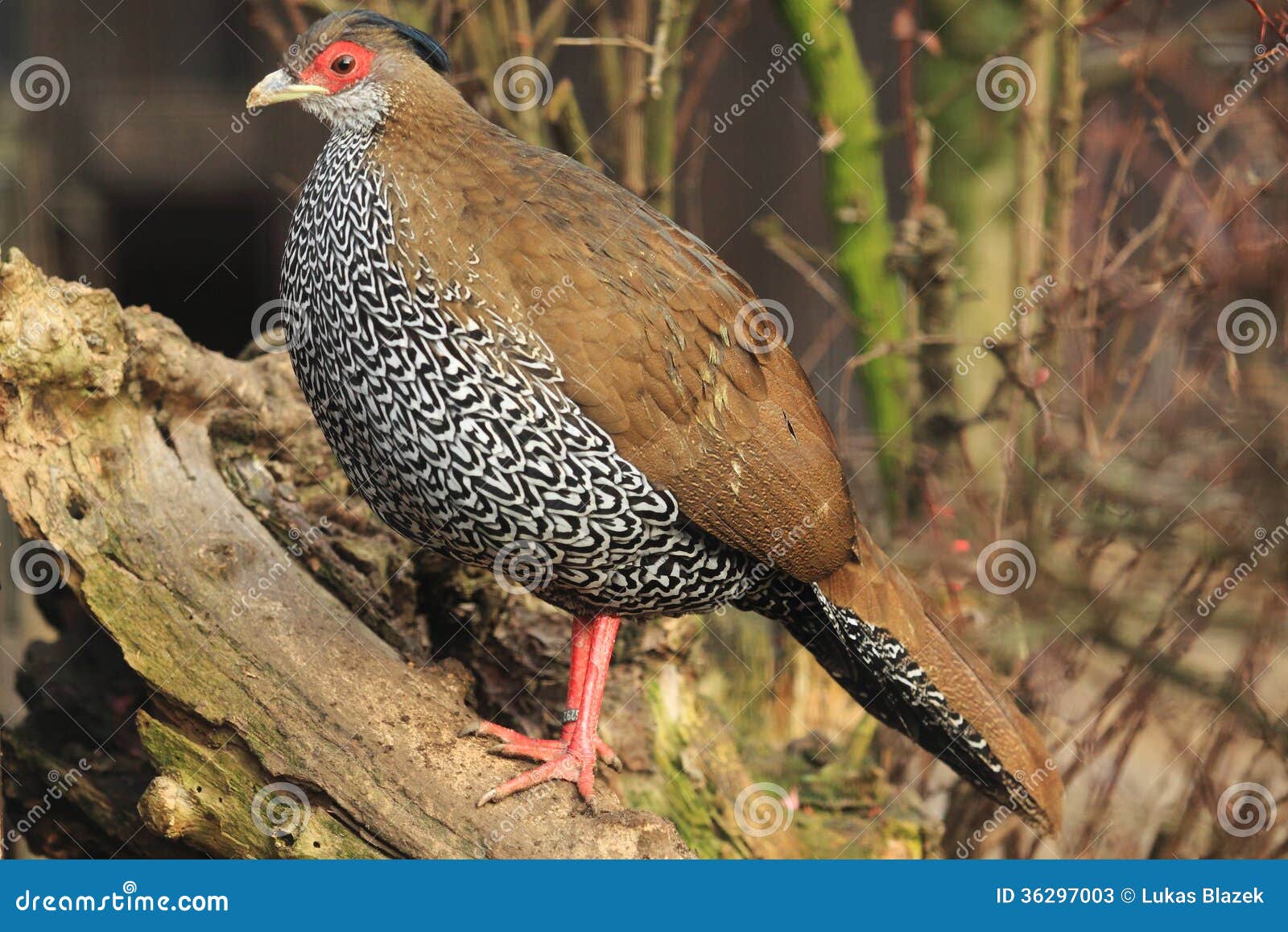 Faisan argenté image stock. Image du femelle, argent - 36297003