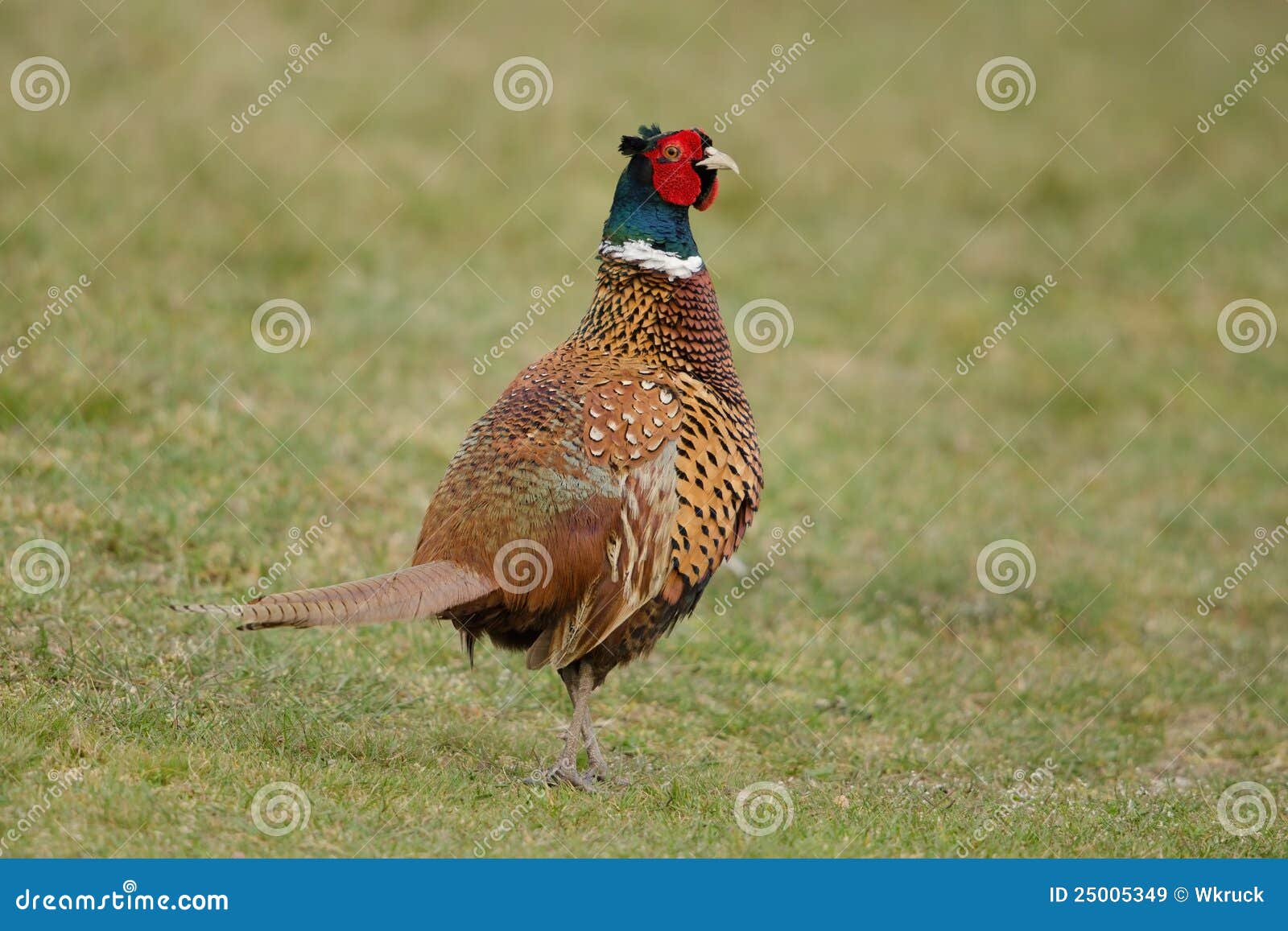Faisan commun image stock. Image du vert, faisan, pré - 25005349