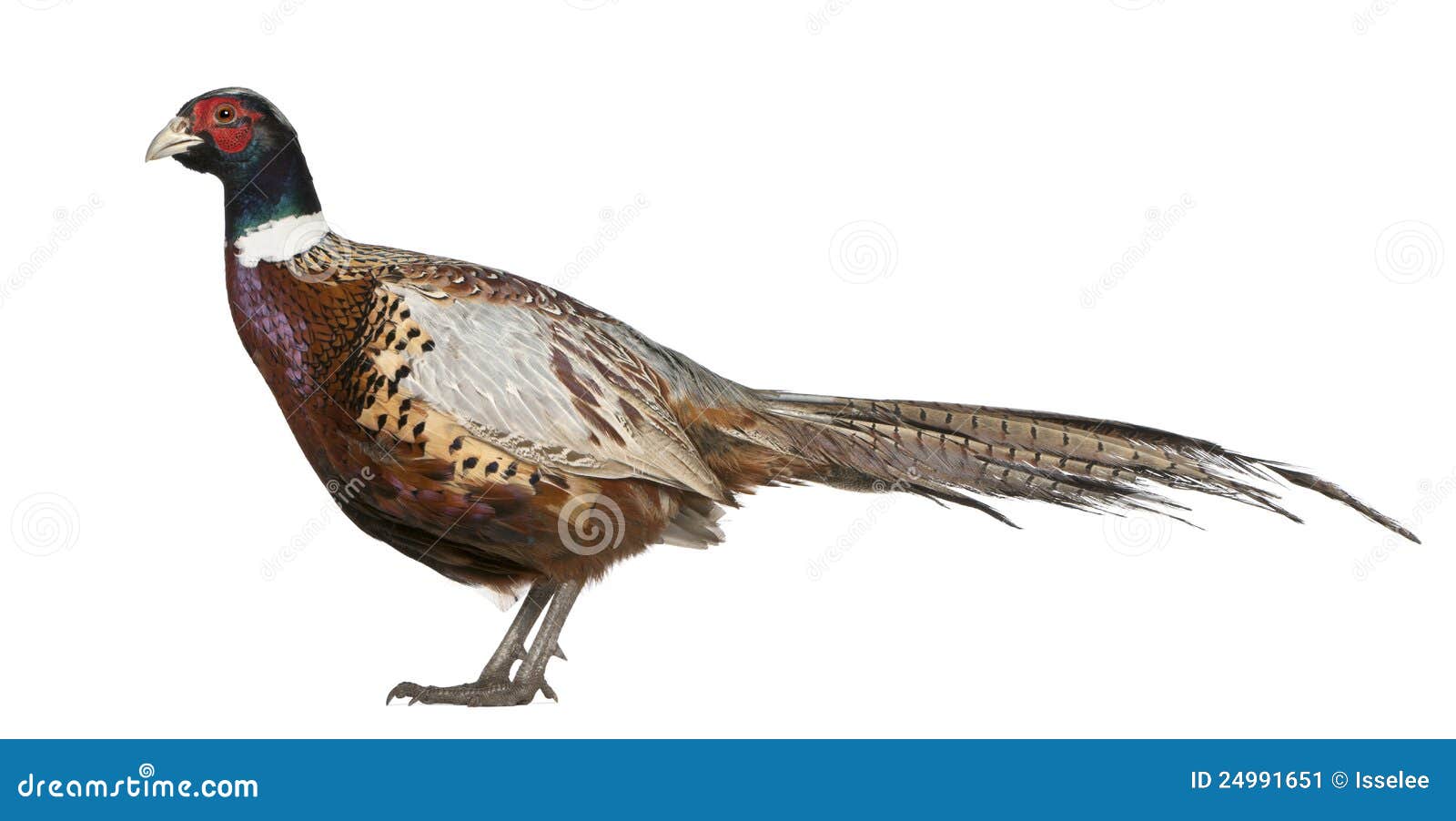 Faisan Commun Américain Mâle Image stock - Image du animal, horizontal ...