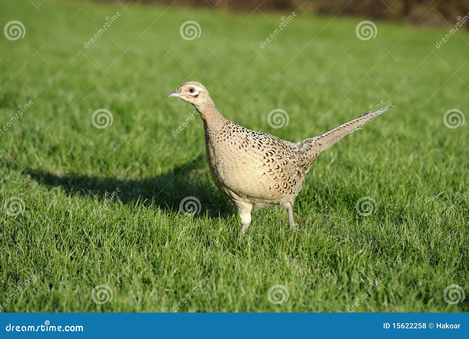 Faisan Commun, Colchicus De Phasianus Photo stock - Image du crête ...