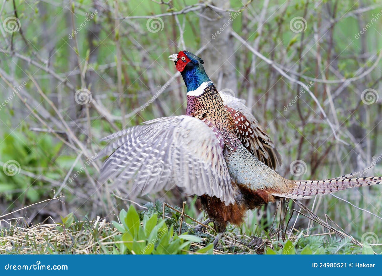 Faisan Commun, Colchicus De Phasianus Image stock - Image du masculin ...