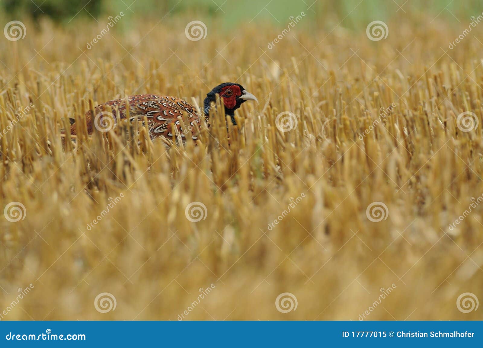 Faisan Commun (Phasianus Colchicus) Image stock - Image du nature ...