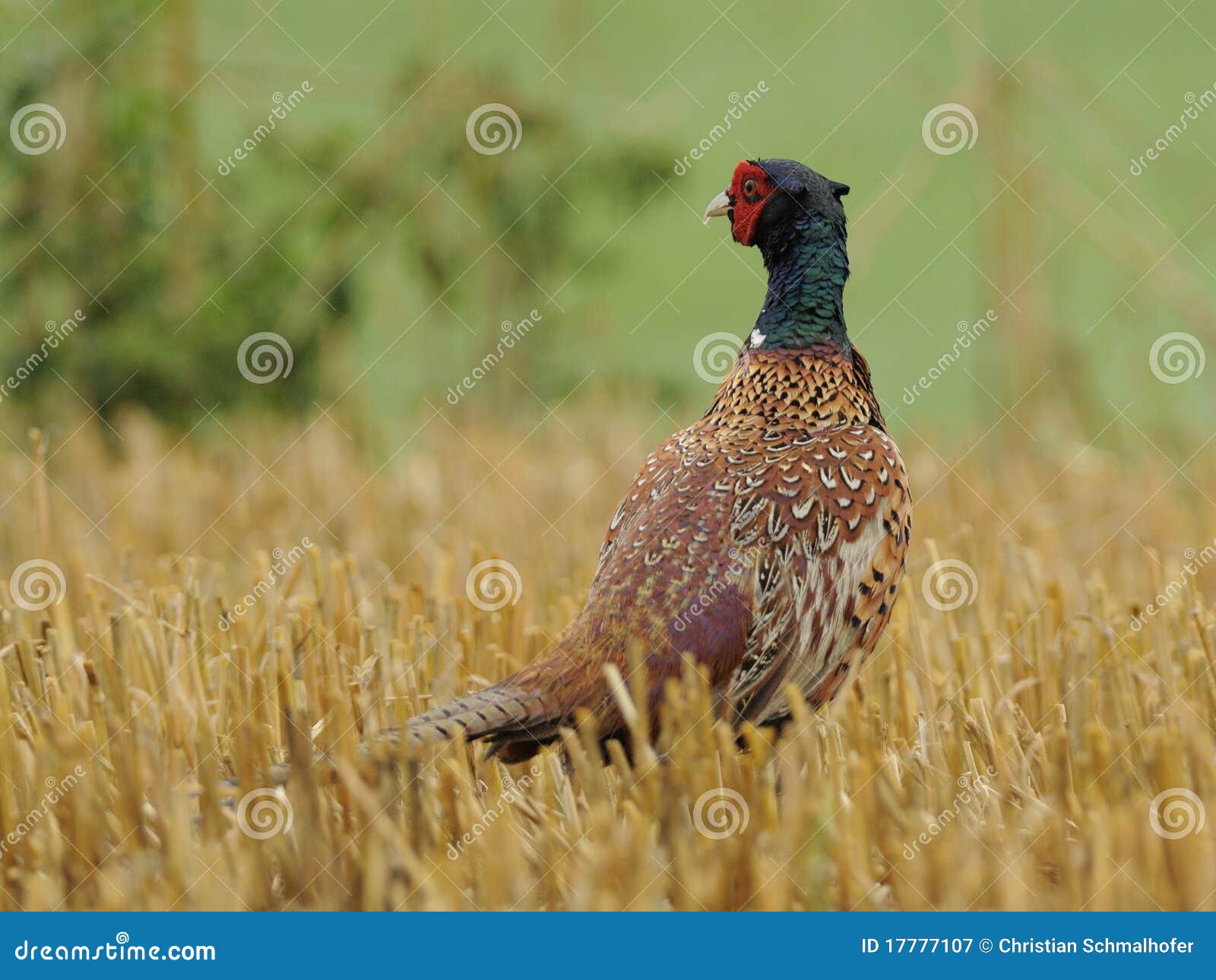 Faisan Commun (Phasianus Colchicus) Image stock - Image du animaux ...