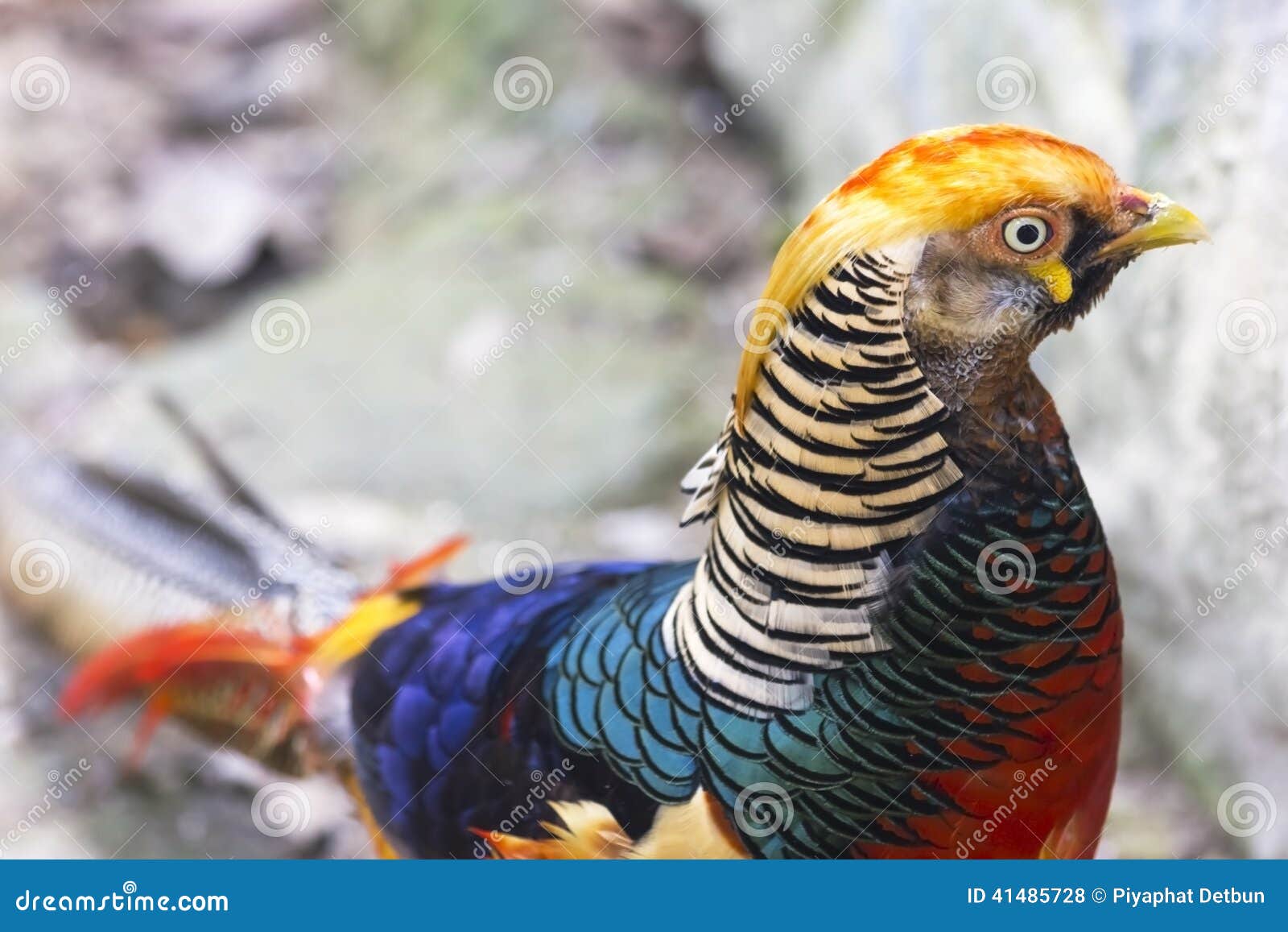 Faisan D'or, Faisan D'or Rouge, Faisan Chinois Photo stock - Image du ...