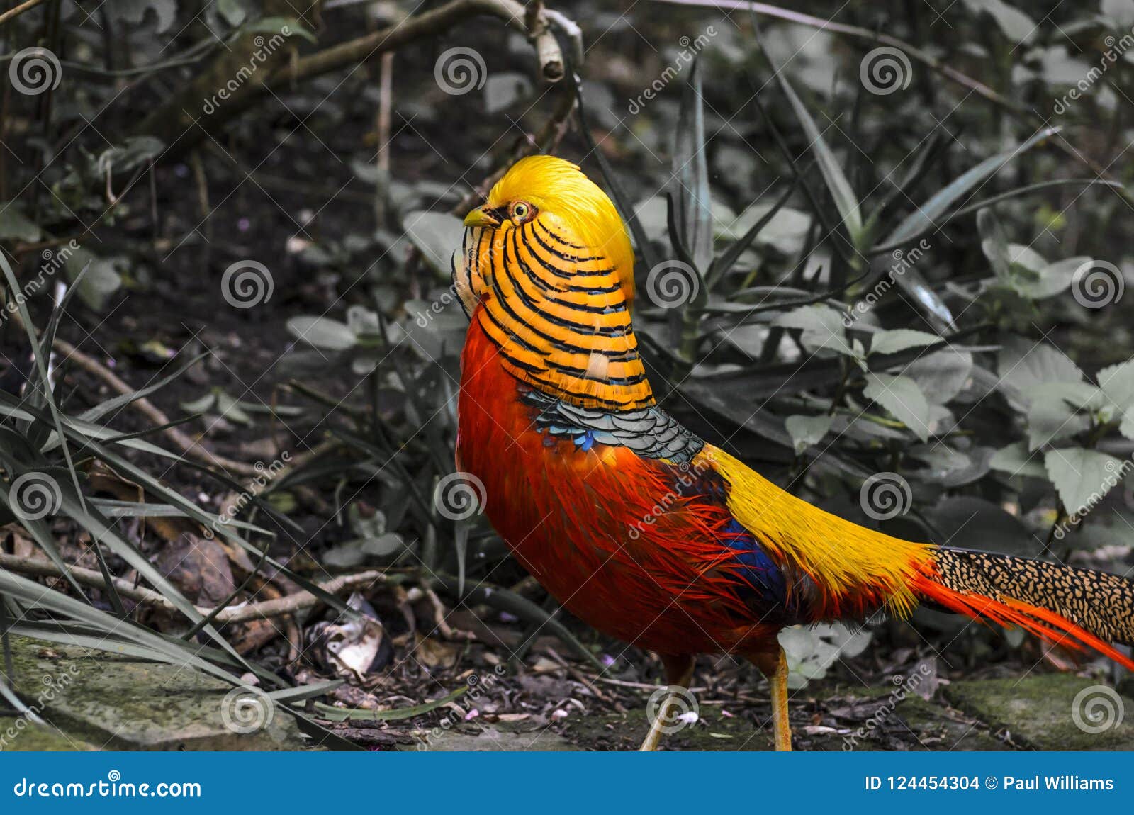 Faisan D'or Forageant Dans La Broussaille Photo stock - Image of crêté ...