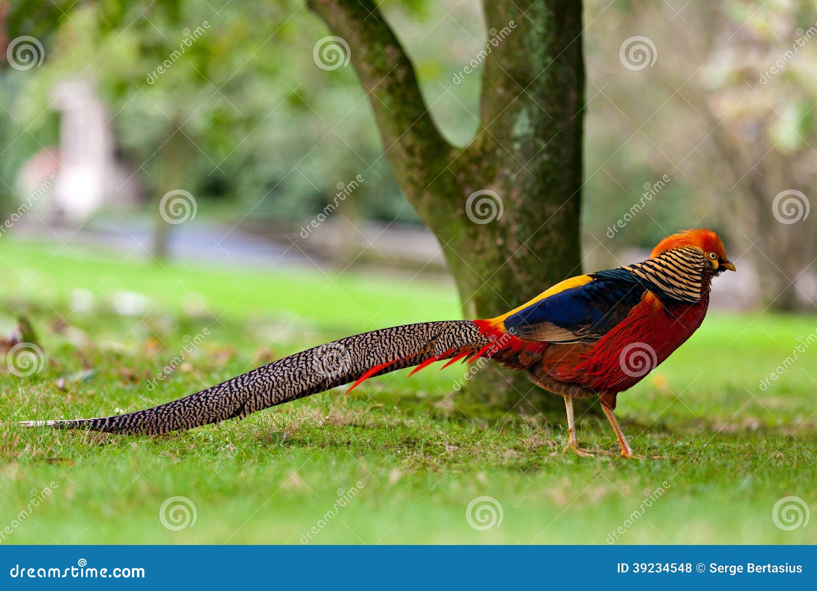 Faisan D'or Ou Faisan Chinois Photo stock - Image du extérieur ...