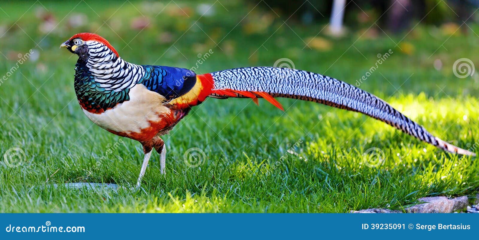 Faisan D'or Ou Faisan Chinois Image stock - Image du jaune, vert: 39235091
