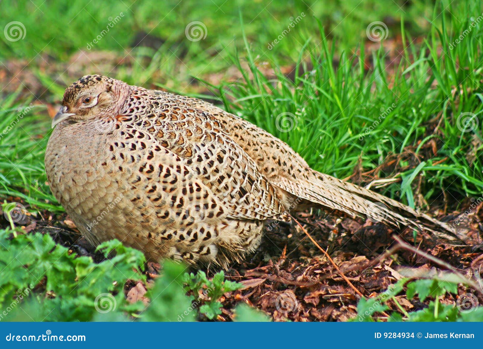 Faisan de poule photo stock. Image du faisan, poule, gibier - 9284934