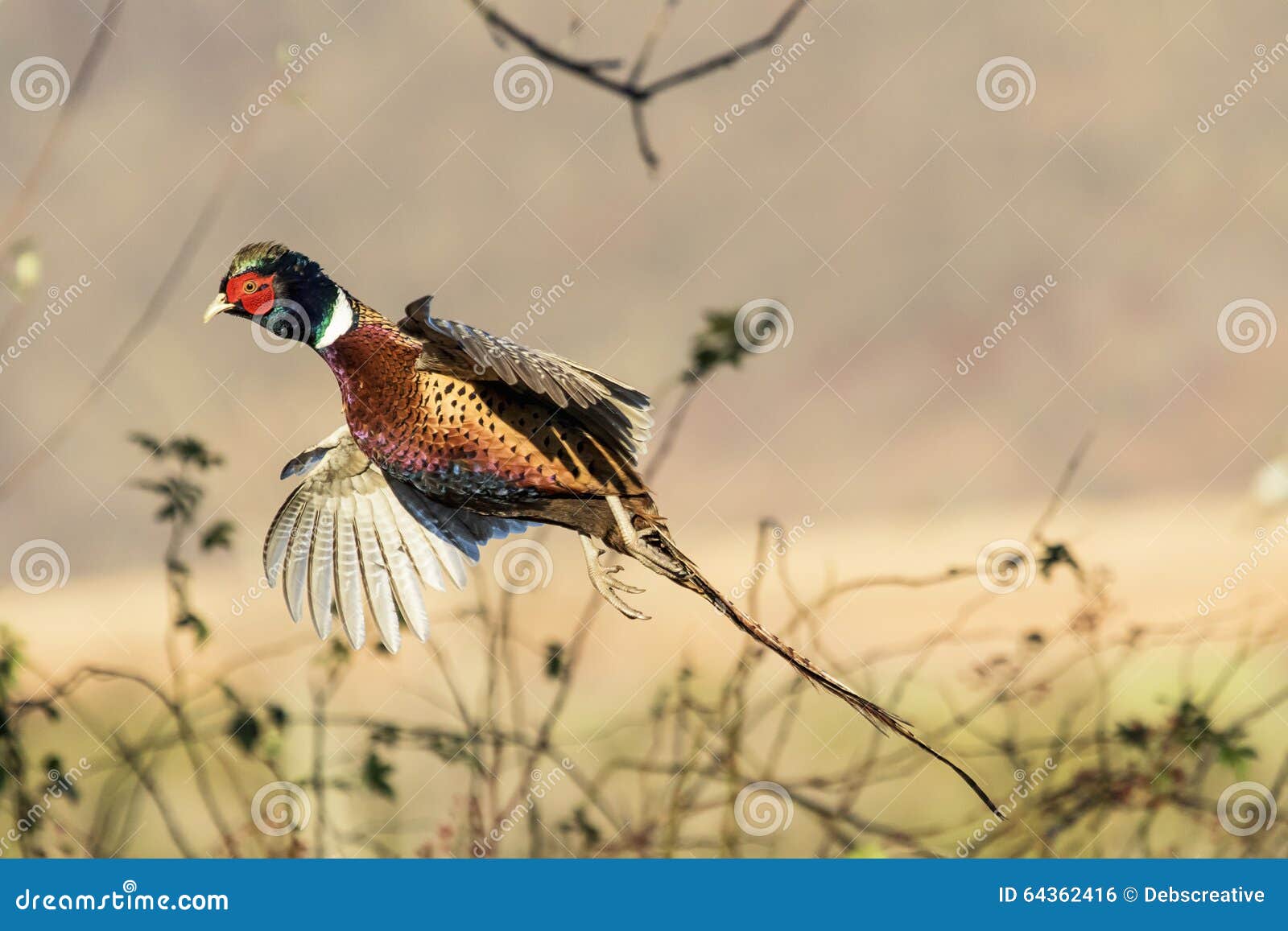 Faisan en vol photo stock. Image du affermage, bleu, chasseur - 64362416