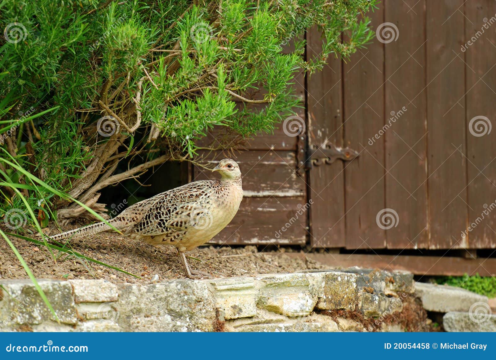 Faisan femelle photo stock. Image du herbe, nature, lumineux - 20054458