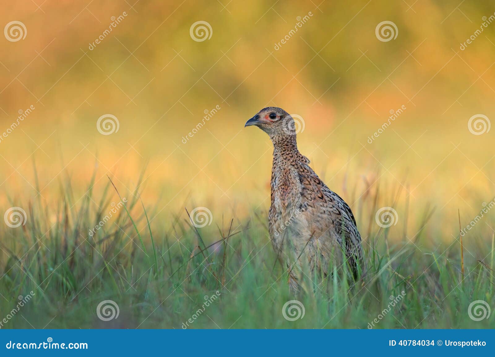 Faisan femelle - jeune photo stock. Image du chasse, clavette - 40784034