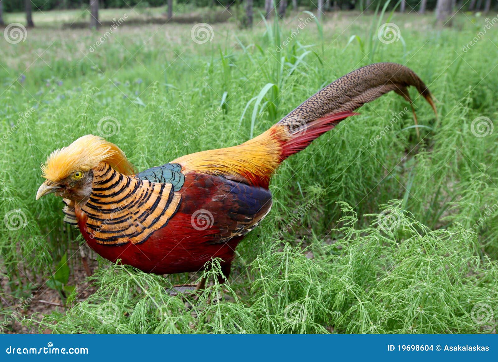 Faisan Rouge Chinois Ou D'or Photo stock - Image du clavettes, jaune ...