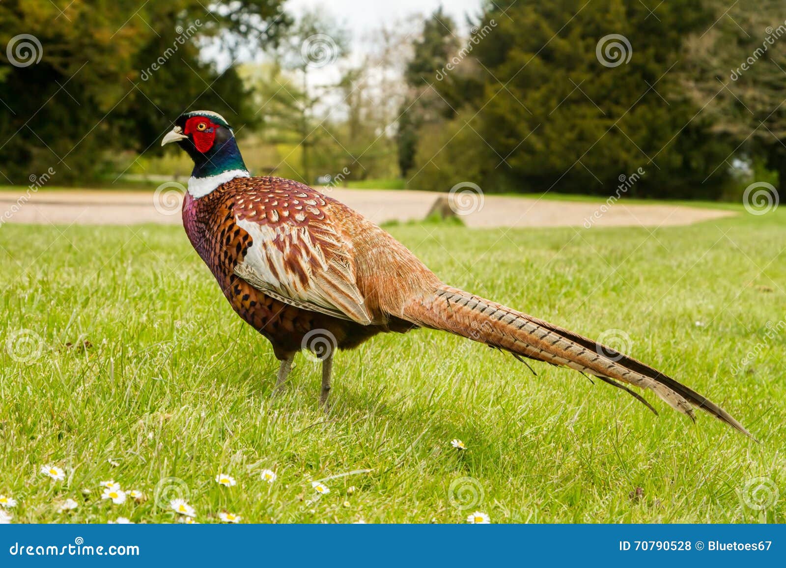 Faisan Se Tenant Dans Le Domaine Photo stock - Image du animal ...
