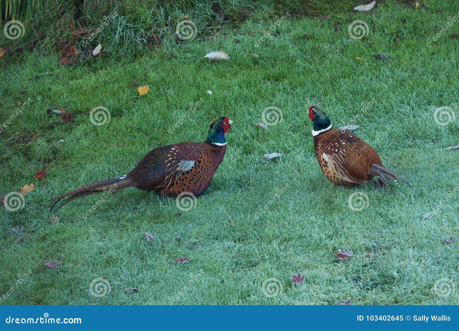 Faisanes Del Gallo En Helada De La Madrugada Imagen de archivo - Imagen ...