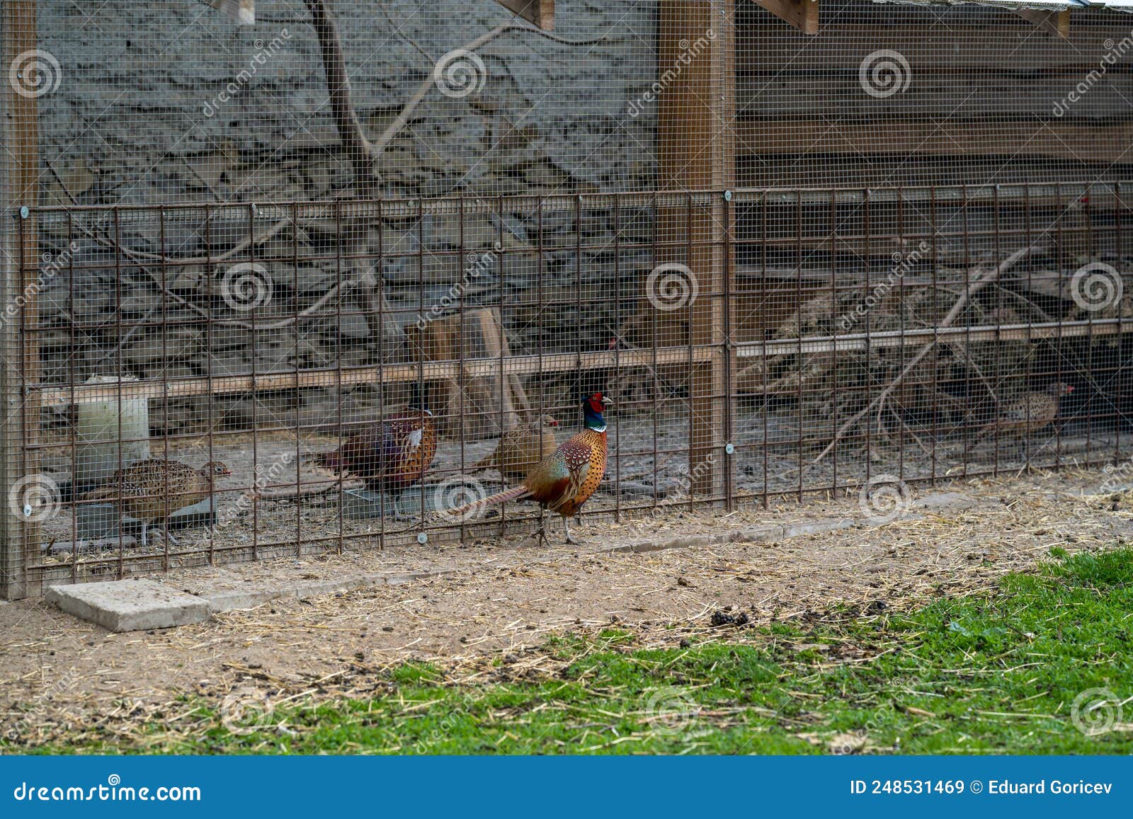 Faisanes En El Patio De La Granja En El Paddock Imagen de archivo ...